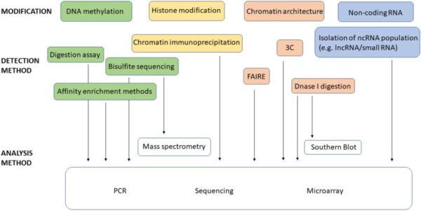 Epigenomics in Crop Breeding for Better Agriculture Tomorrow ...